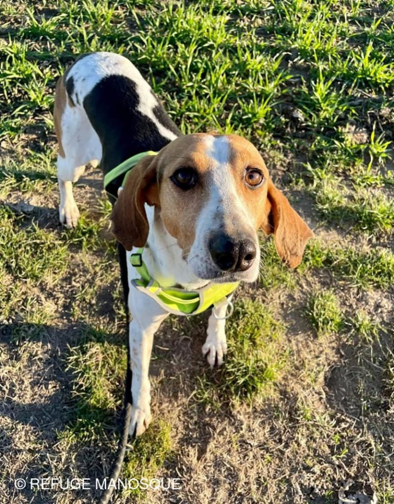 Les chiens à adopter au refuge - ASPA Manosque