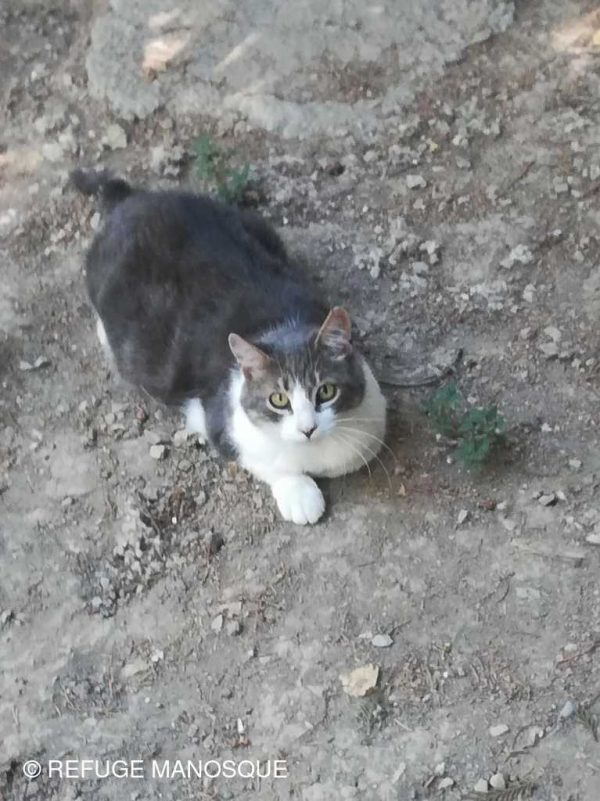 CHATS - REFUGE MANOSQUE