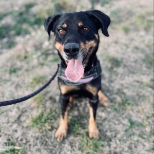 Adopter au refuge de Manosque - ASPA Manosque