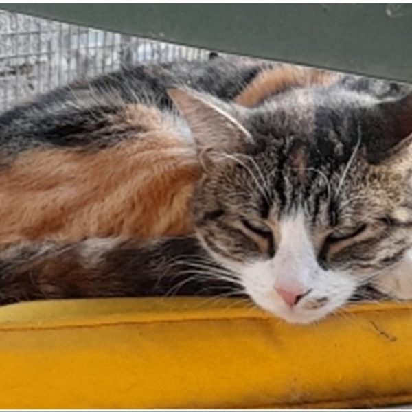 Adopter au refuge de Manosque - ASPA Manosque