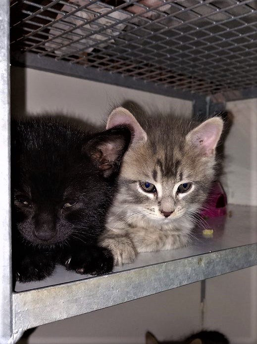 : Chatons - ASPA Manosque