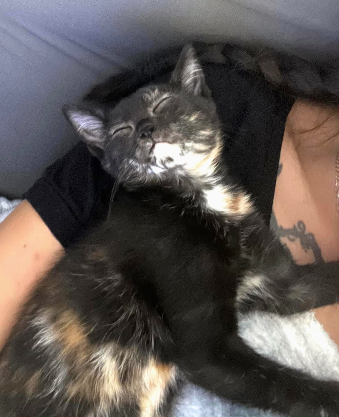 Les chiens à adopter au refuge - ASPA Manosque