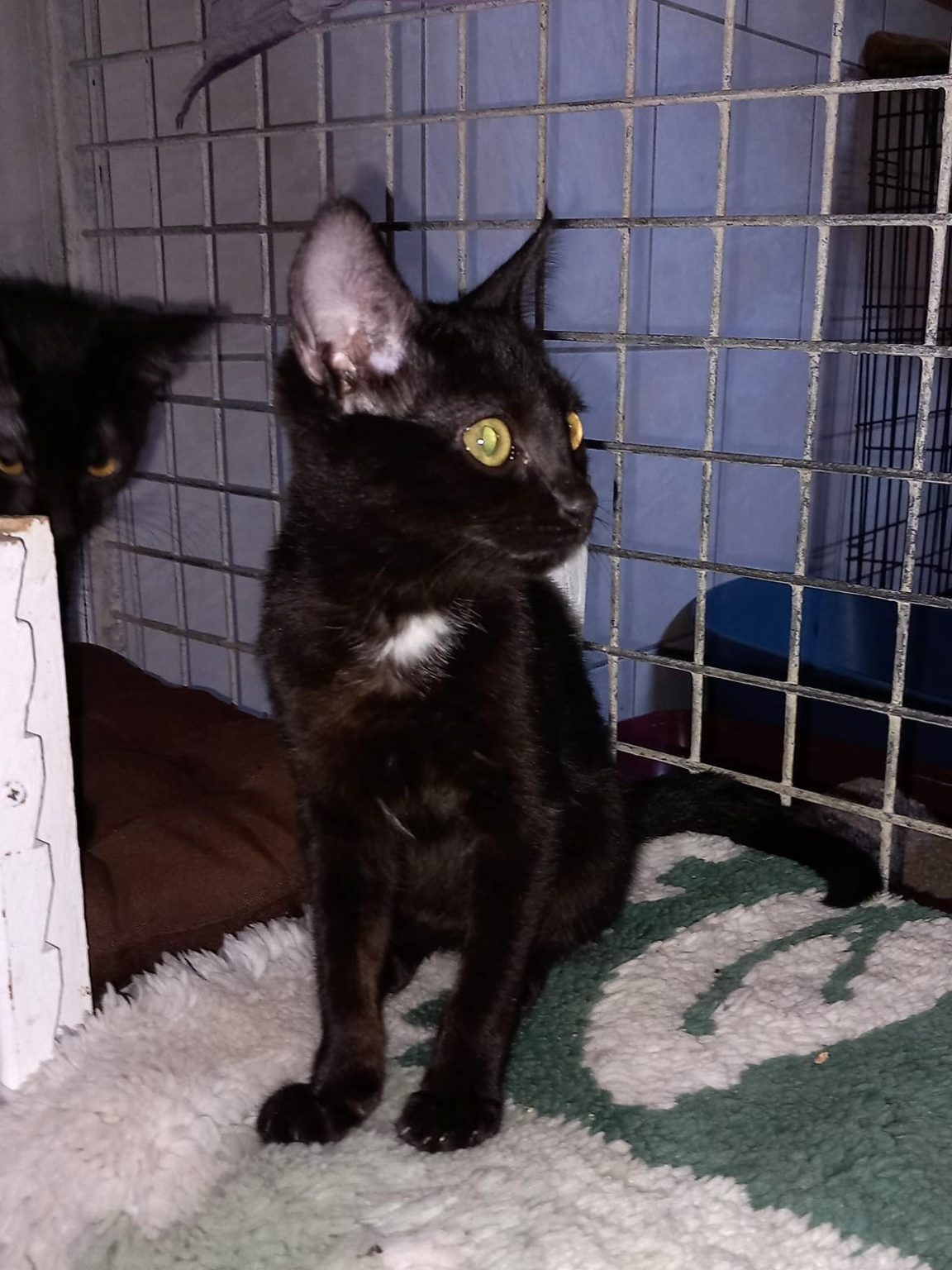 : Chaton noir tache blanche - ASPA Manosque