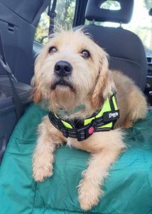 Les chiens à adopter au refuge - ASPA Manosque