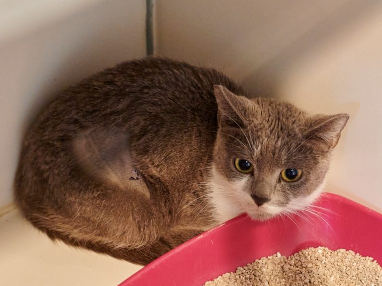 Les chiens à adopter au refuge - ASPA Manosque