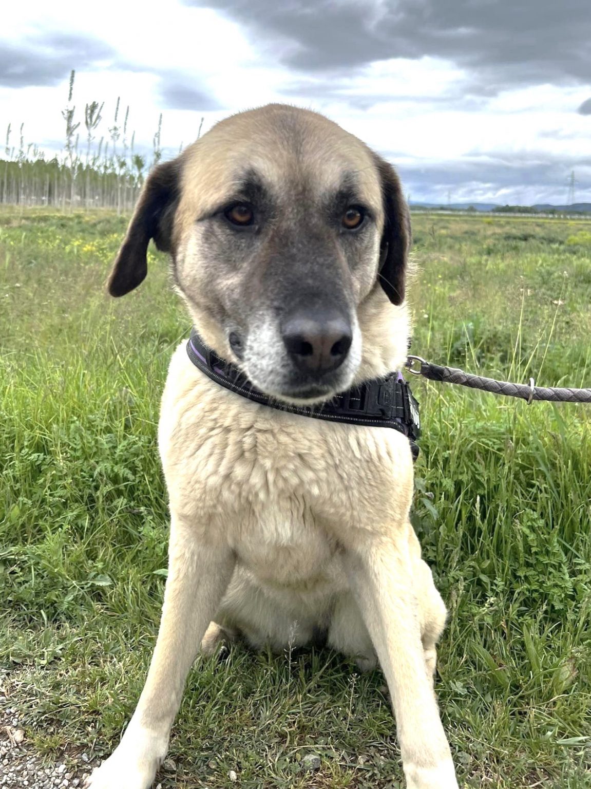 Les chiens à adopter au refuge - ASPA Manosque