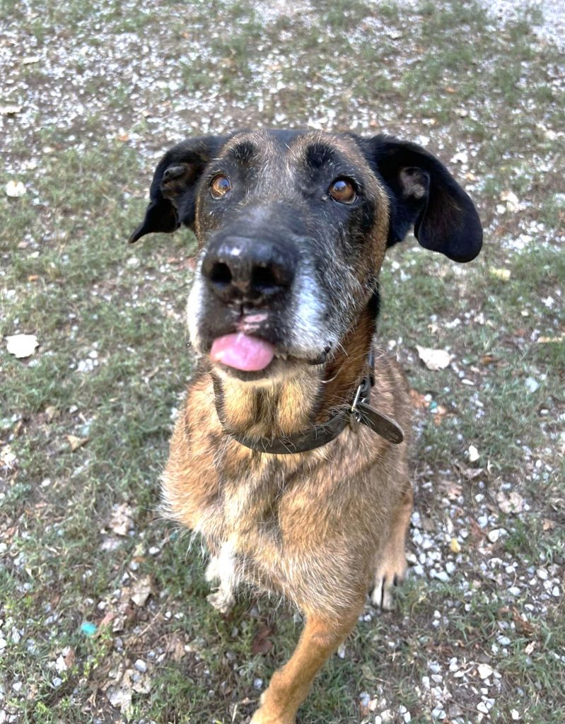 Les chiens à adopter au refuge - ASPA Manosque
