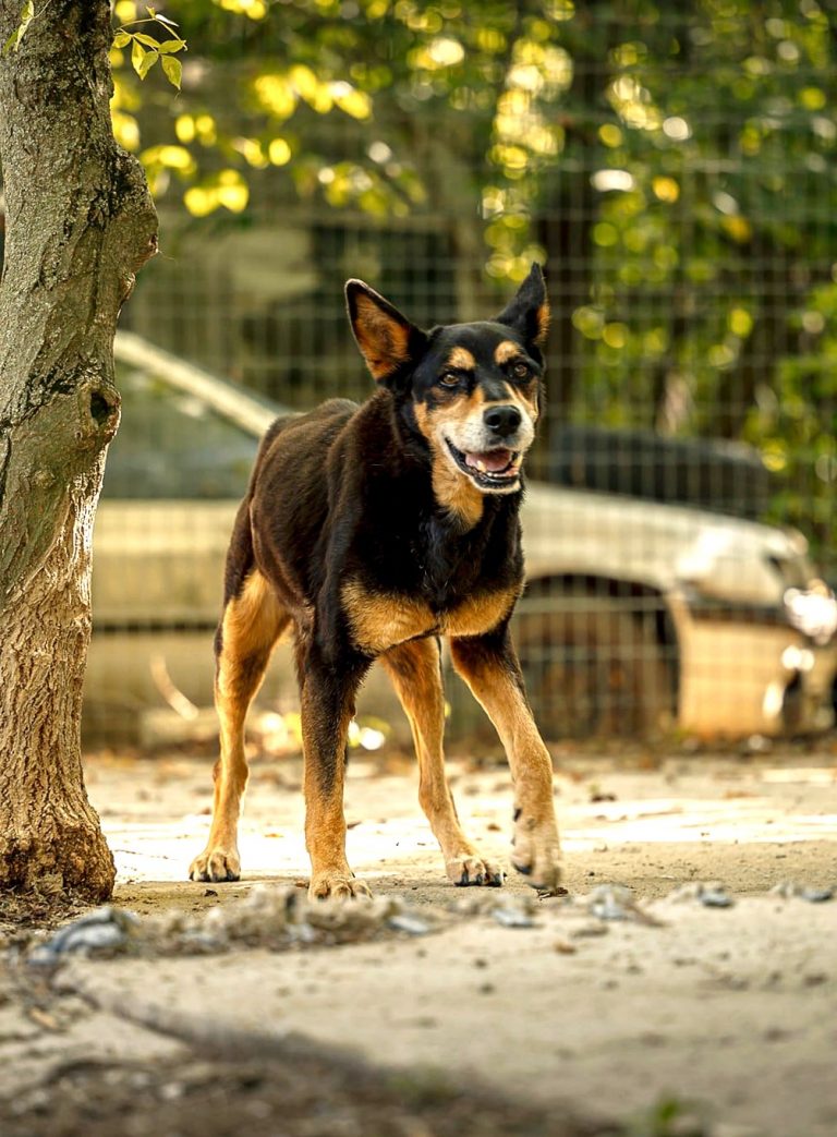 Les chiens à adopter au refuge - ASPA Manosque