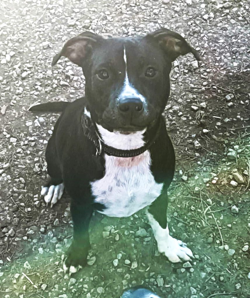 Les chiens à adopter au refuge - ASPA Manosque