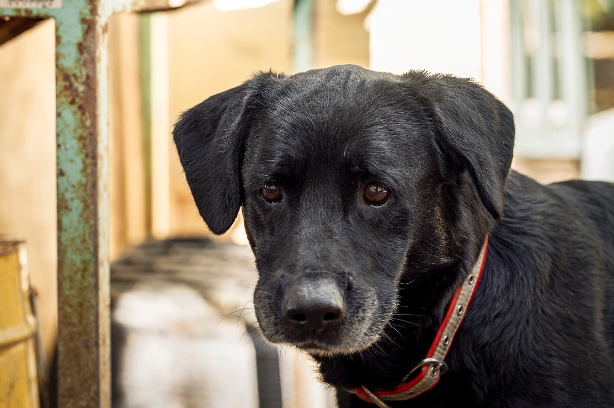 Les chiens à adopter au refuge - ASPA Manosque