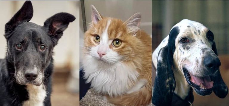 Adopter au refuge de Manosque - ASPA Manosque