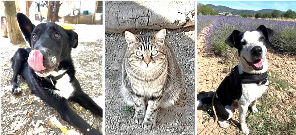 Adopter au refuge de Manosque - ASPA Manosque