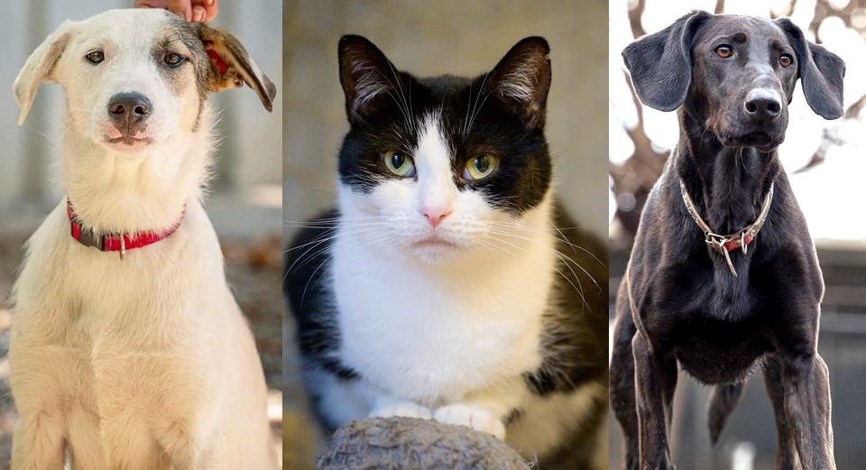 Adopter au refuge de Manosque - ASPA Manosque