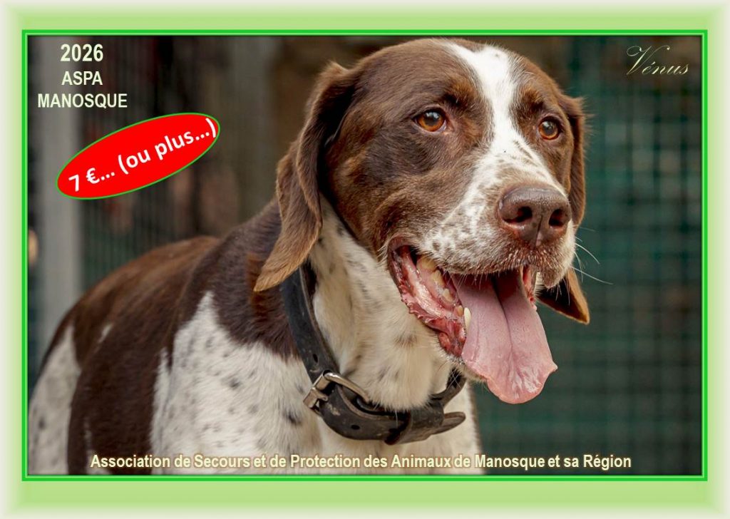 Adopter au refuge de Manosque - ASPA Manosque