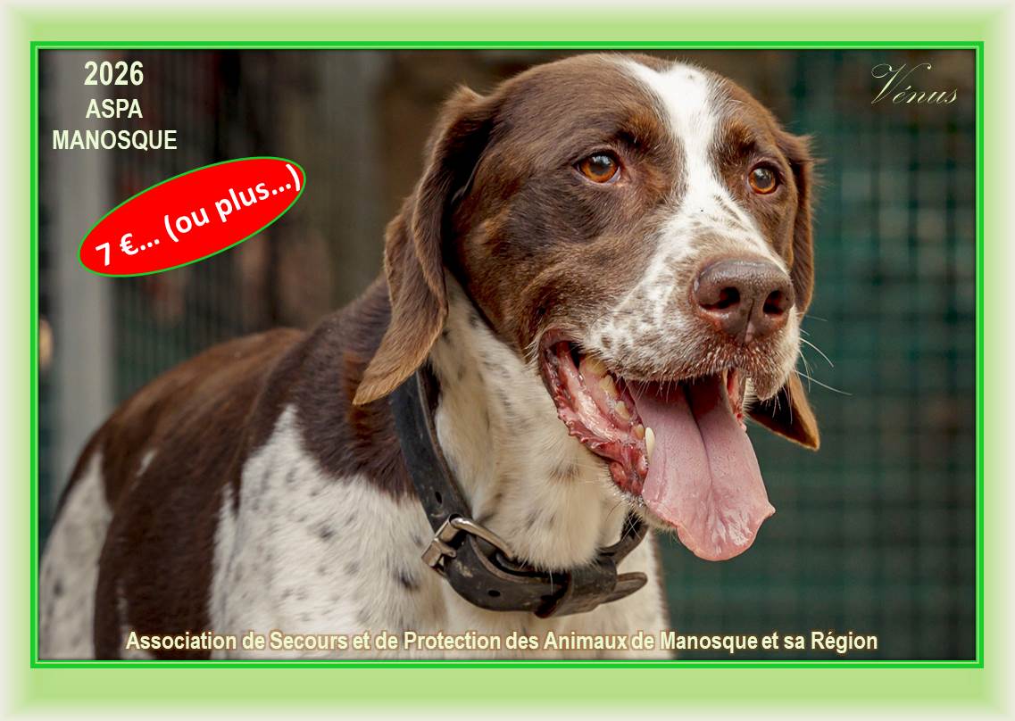 Adopter au refuge de Manosque - ASPA Manosque